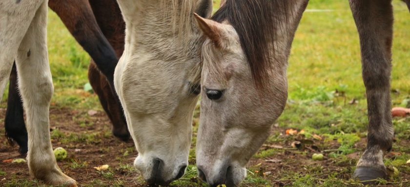 Intuitives Fressen : slaka Pferdegesundheit Christina Wollseifen